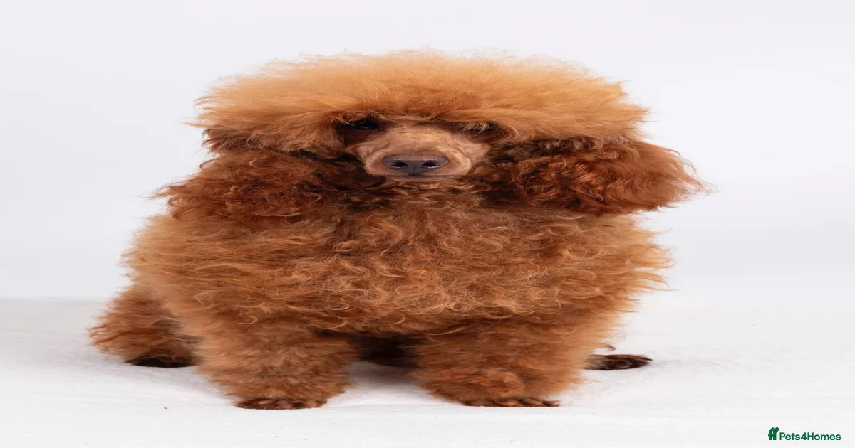 KC REG DEEP FOX RED HEALTH TESTED POODLE STUD for stud in Hoddesdon ...