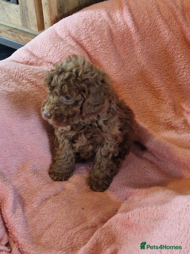 F1b red and sable cockapoos for sale for sale in Leigh | Pets4Homes