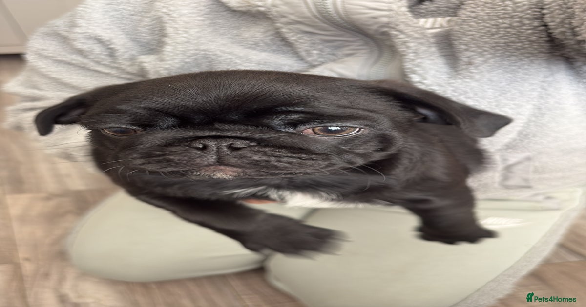 Pug puppies for sale in Reading | Pets4Homes