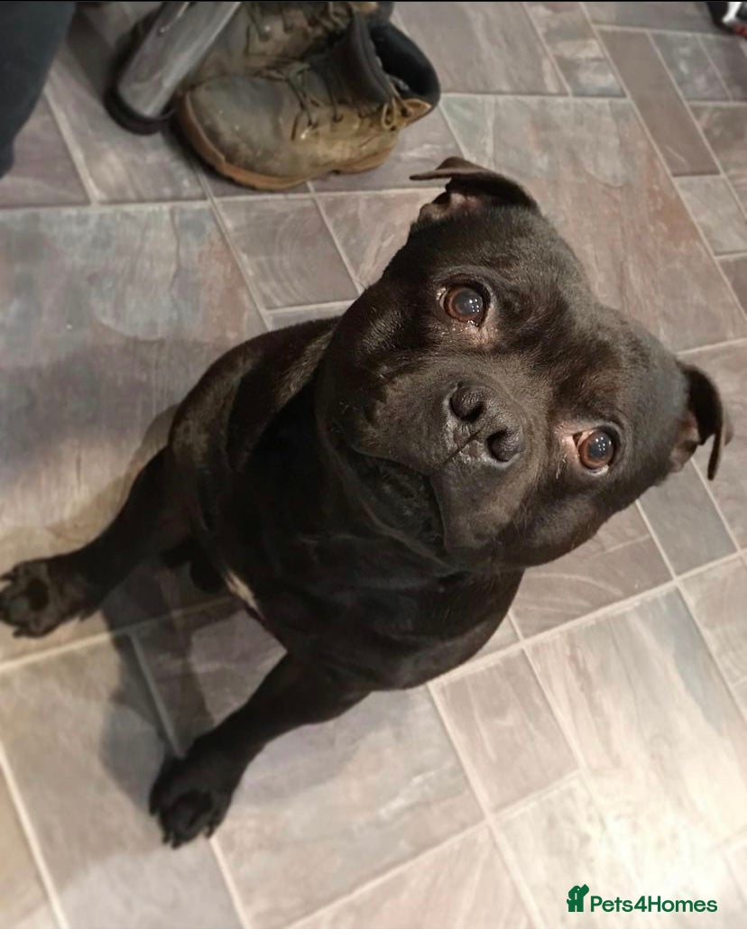 KC Registered Stafford Stud for stud in Keighley | Pets4Homes