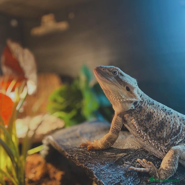 5 year old female bearded dragon (Hades) for sale in Haslemere | Pets4Homes