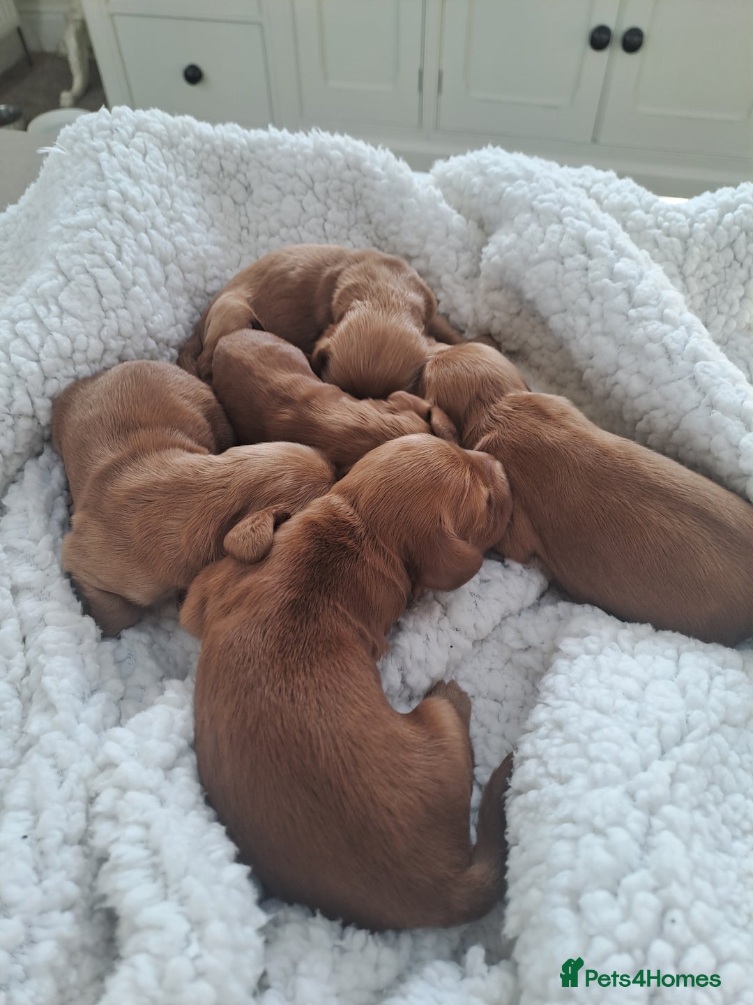 Golden Show Cocker Spaniels for sale in Knutsford | Pets4Homes