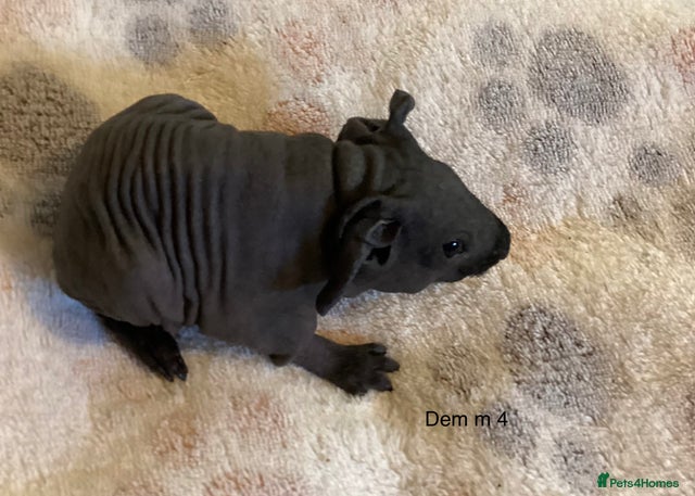 skinny pigs for sale in Lewes | Pets4Homes