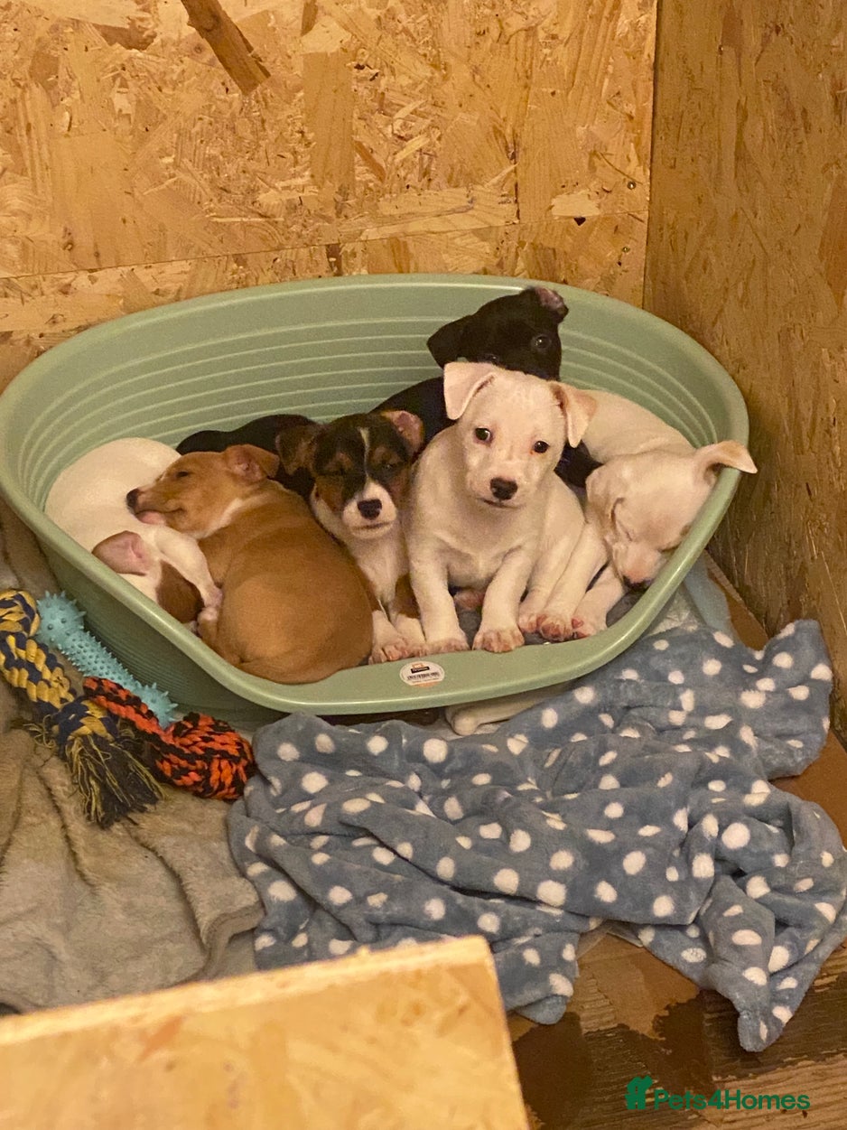 Patterjack puppies for sale | Pets4Homes