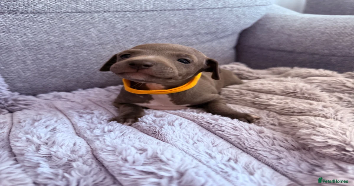 Italian Greyhound Puppies for sale in Nottingham, Nottingham | Pets4Homes