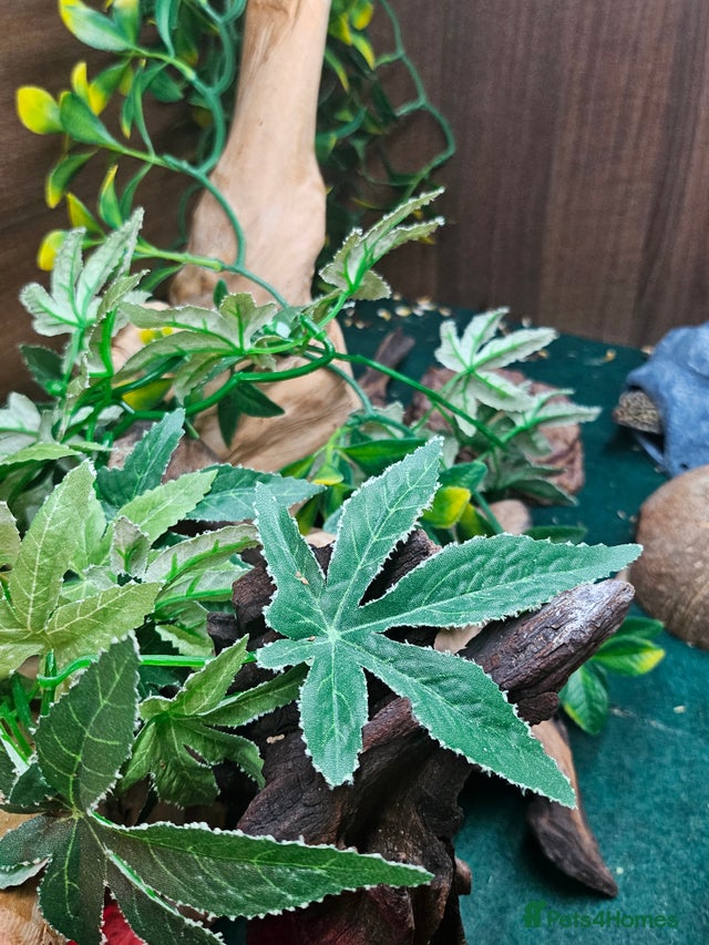 SOLD AWAITING COLLECTION Leopard Gecko "Tim" for sale in Telford ...