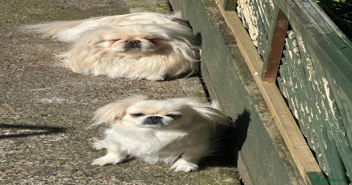 Pekingese Puppies for sale | Pets4Homes