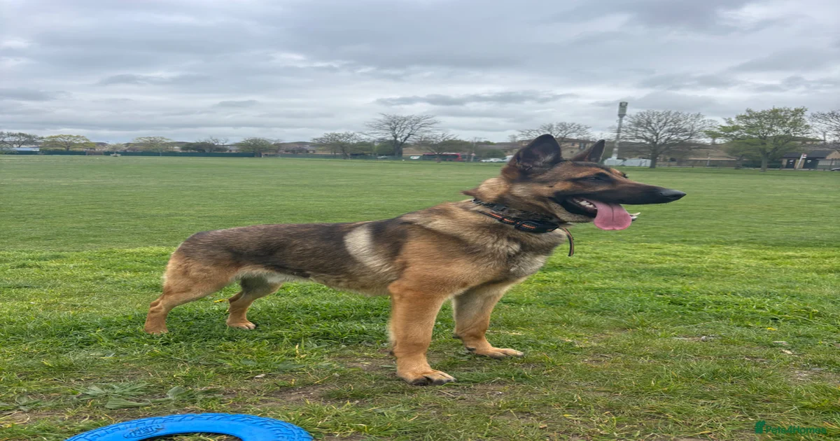 German shepherd Mixed Breed Puppies for sale | Pets4Homes