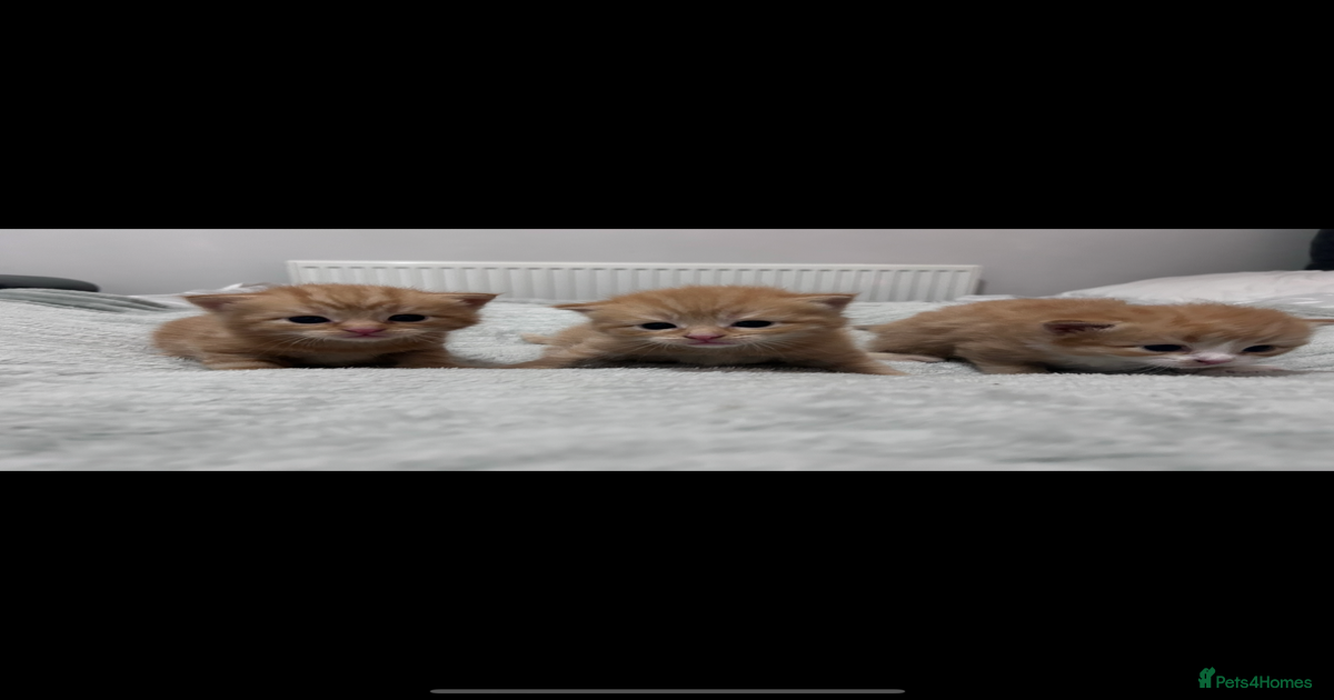 Gorgeous ginger kittens - not ready until Jan for sale in Erith | Pets4Homes