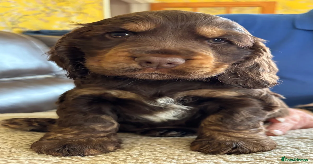 Black dog Puppies for sale | Pets4Homes