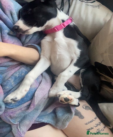 Sprollie Dogs Breed - Information, Temperament, Size & Price | Pets4Homes