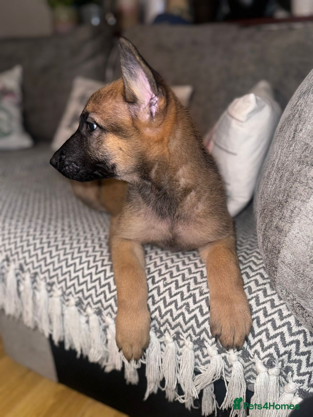 German shepherd x Dutch Herder LIFE INSURANCE for sale in London ...