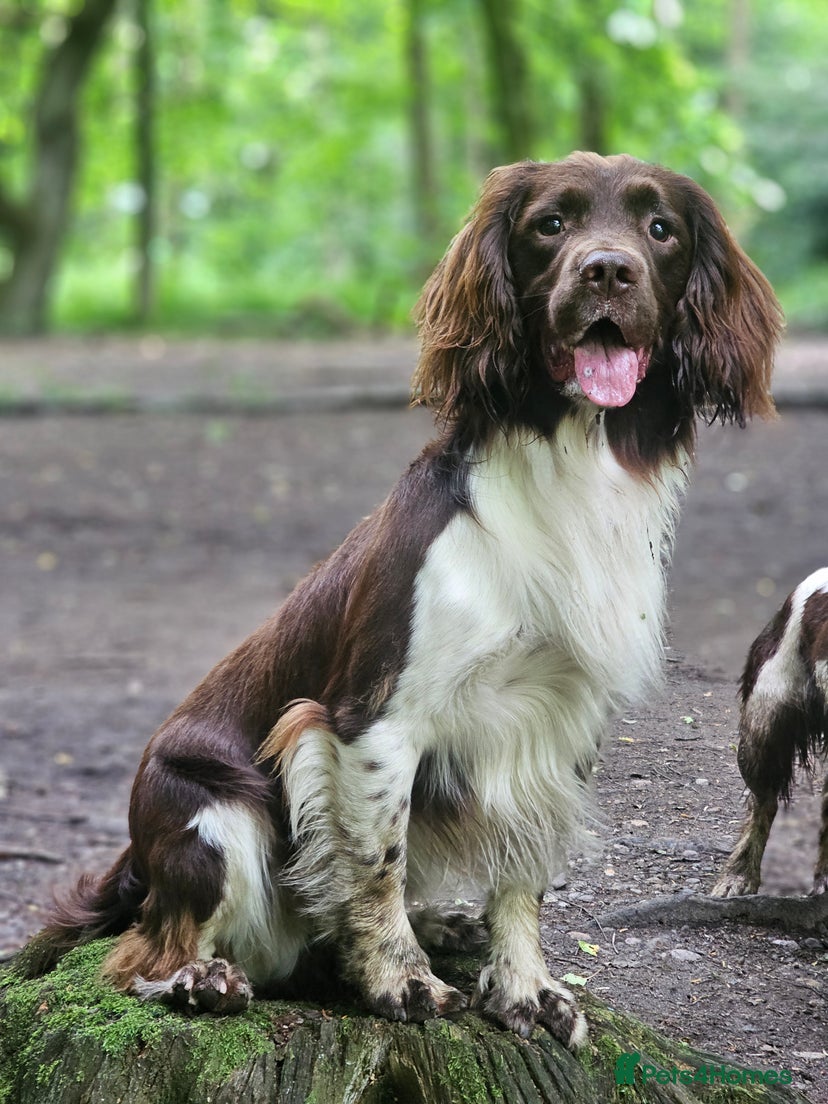 English Springer Spaniel Stud for stud in Derby | Pets4Homes