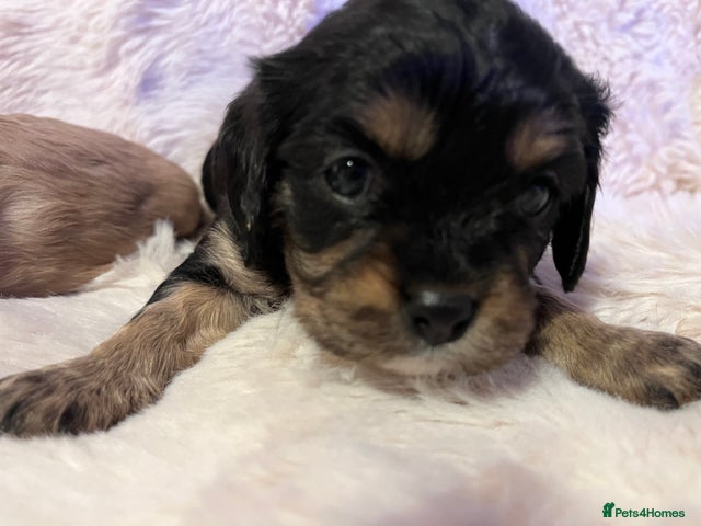 STUNNING F1b REVERSE Cavapoos for sale in Loughborough | Pets4Homes