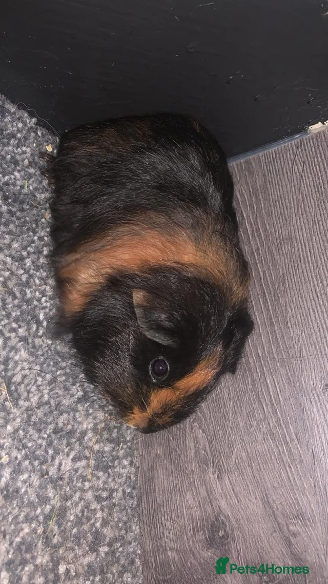 Beautiful guinea pigs for sale in Sheffield | Pets4Homes