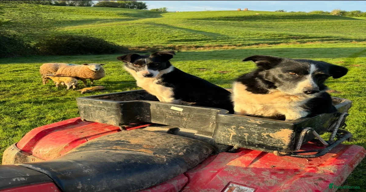 Border Collie Puppies for sale in Leamington Spa, Warwickshire | Pets4Homes