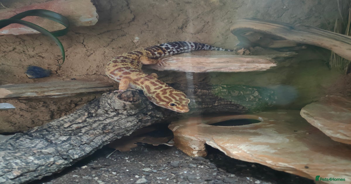 Female temper albino mack snow leopard gecko for sale in Sheffield ...