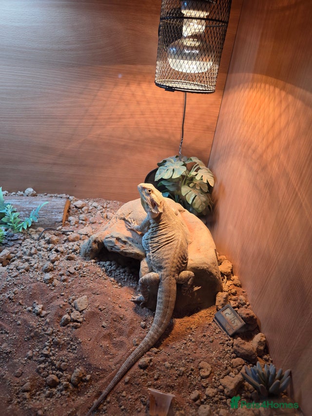 10 Month old bearded dragon and complete setup for sale in Coventry ...