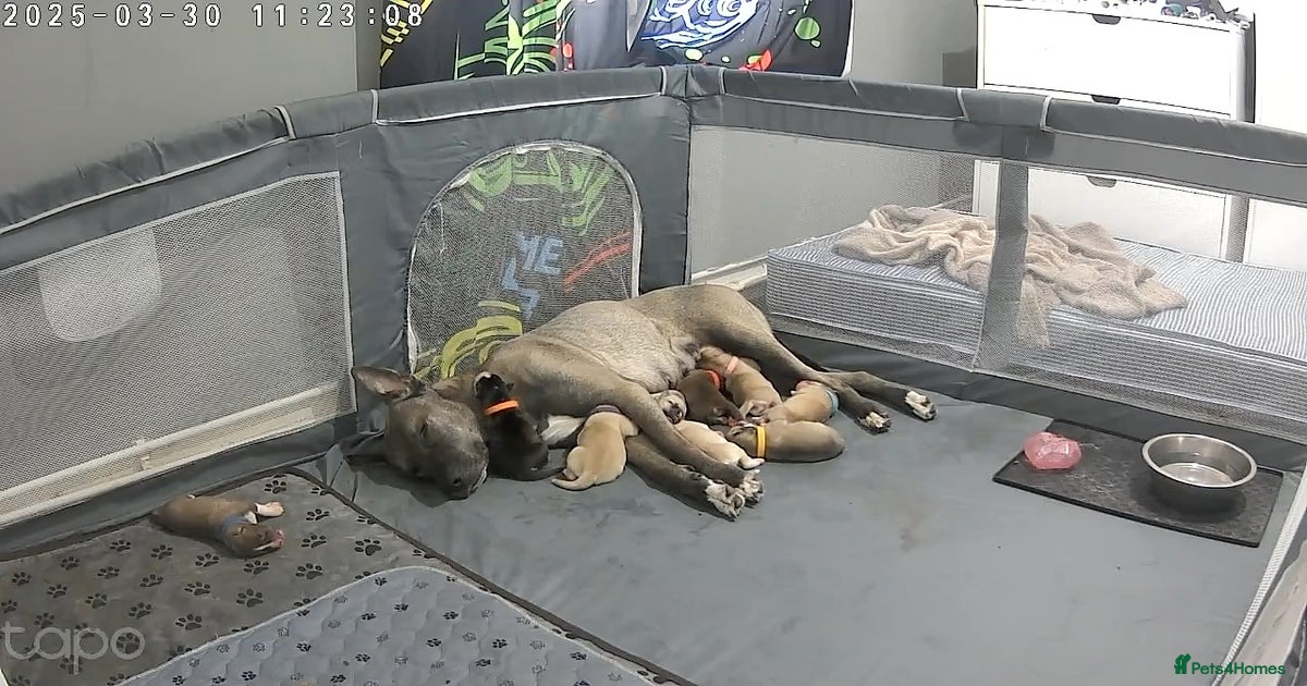 Ridgeback Alaskan malamute cross husky for sale in Birmingham | Pets4Homes