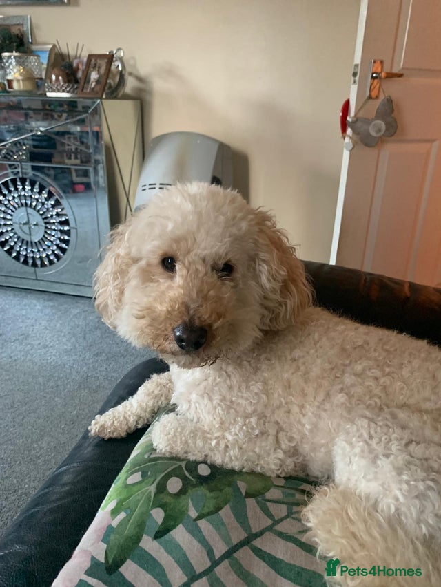 3 year old cocker poo for sale. for sale in Sturminster Newton | Pets4Homes