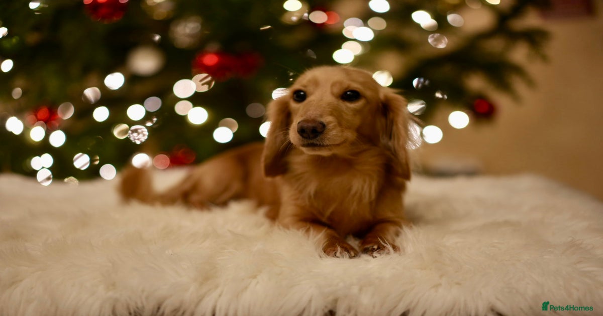 Beautiful English cream for stud in Bridgnorth | Pets4Homes