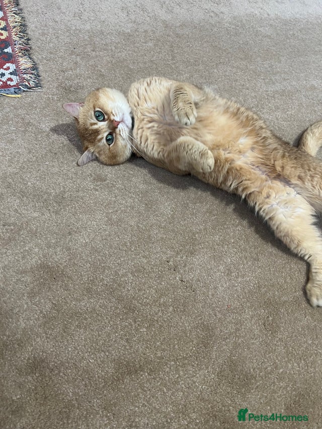 🐾 Purebred BSH Kittens 🐾 for sale in Leeds | Pets4Homes