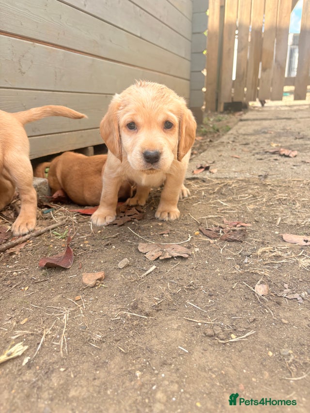 cockerdor’s for sale in Yeovil | Pets4Homes