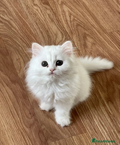 White Kittens for sale | Pets4Homes