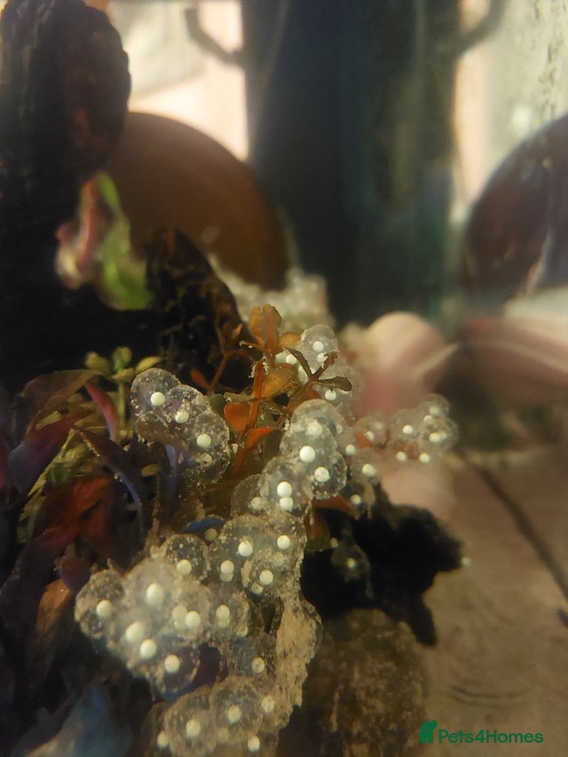 10 x axolotl eggs free postage for sale in | Pets4Homes