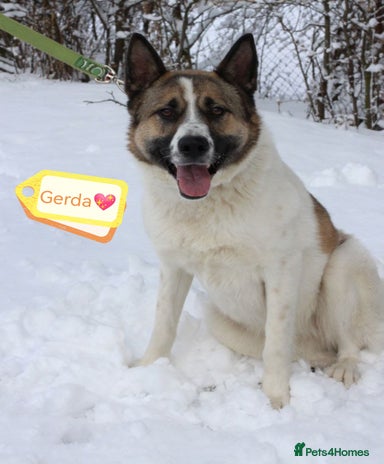 Free Dogs for adoption | Pets4Homes