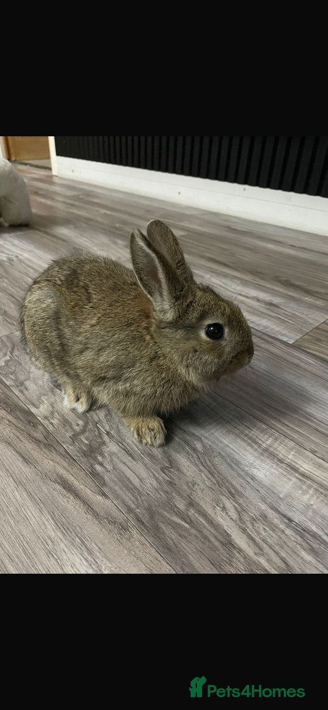Mixed breed little bunny for sale in Luton | Pets4Homes