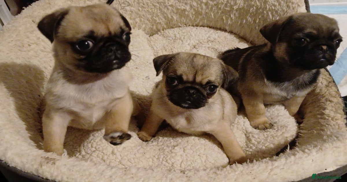 Beautiful pug puppies for sale in Shrewsbury | Pets4Homes