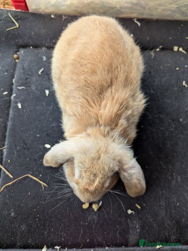 Lop mixed dot baby rabbits for sale in Fleet | Pets4Homes