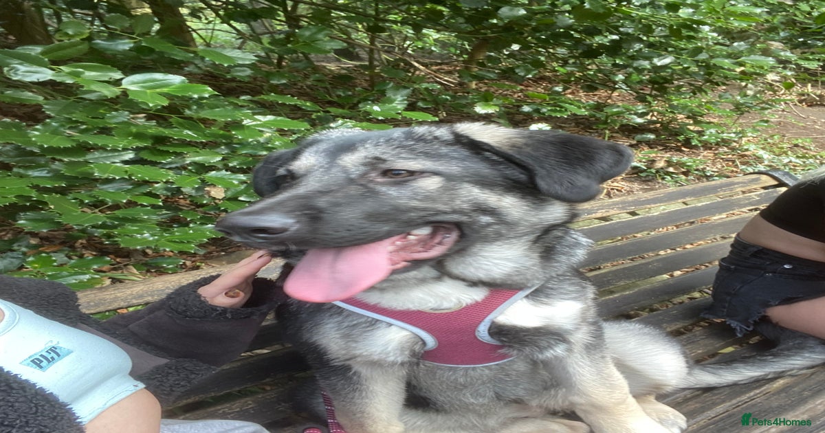 Caucasian x German shepherd pup for sale in Newcastle upon Tyne ...