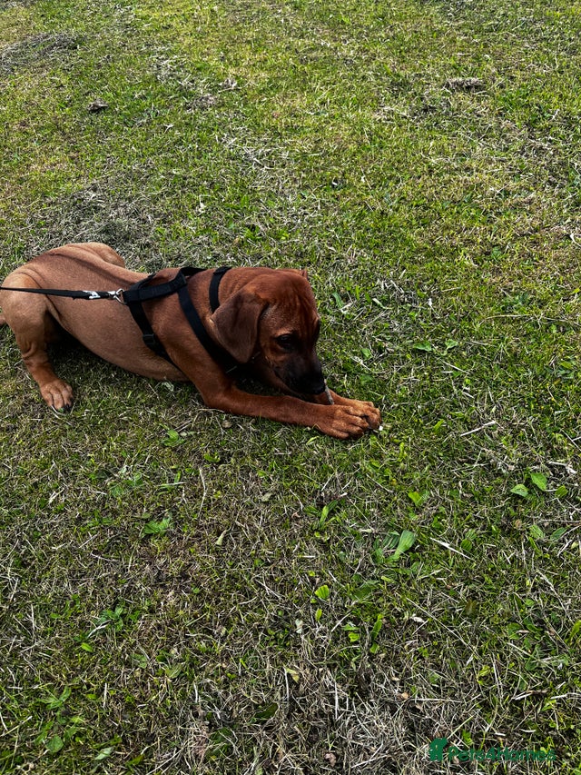 Beautiful Rhodesian ridgeback for sale in Bishop Auckland | Pets4Homes