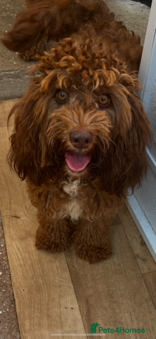 F2 Cockapoo for sale for sale in Littlehampton | Pets4Homes