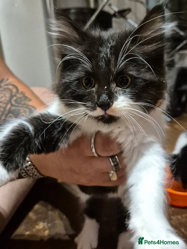 3 mixed breed kittens available for sale in Dartford | Pets4Homes