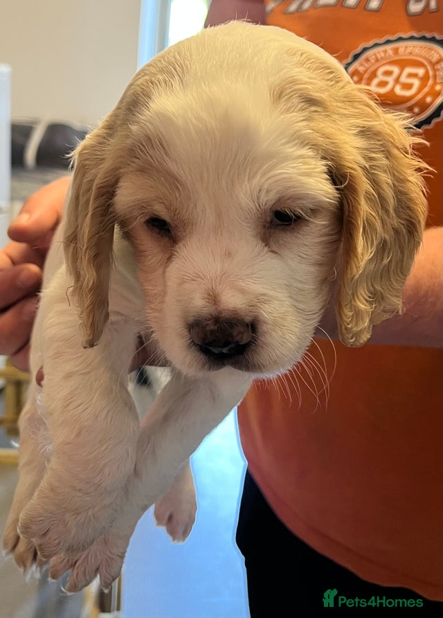5 Female pure breed cocker spaniel puppies for sale in Woking | Pets4Homes