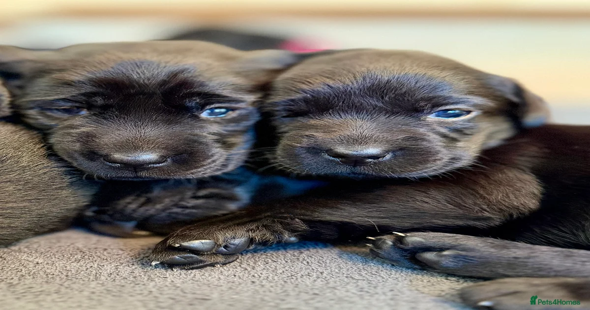 Outstanding Labrador Puppies–Exceptional Pedigree for sale in ...