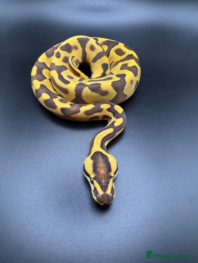 Male Orange Dream Leopard Enchi Het Hypo for sale in Benfleet | Pets4Homes