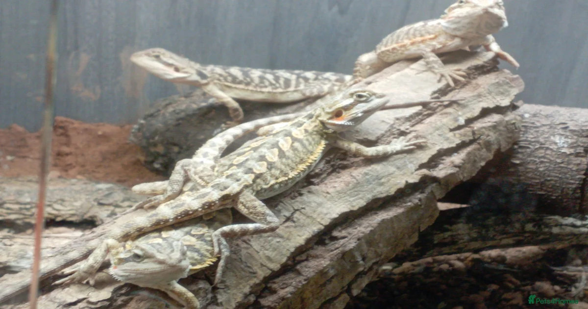 Bearded Dragon Reptiles for sale | Pets4Homes