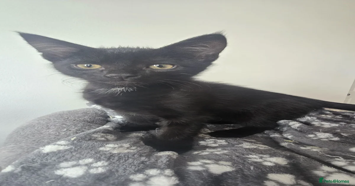 Last boy kitten for sale in Hull | Pets4Homes