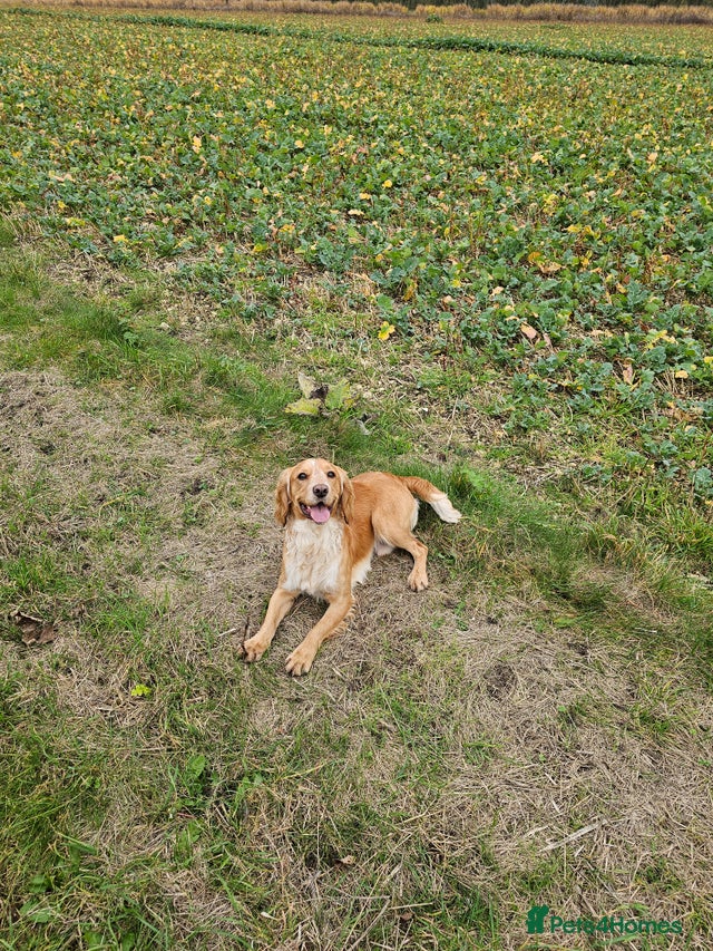 Cocker spaniel pups for sale in Pickering | Pets4Homes