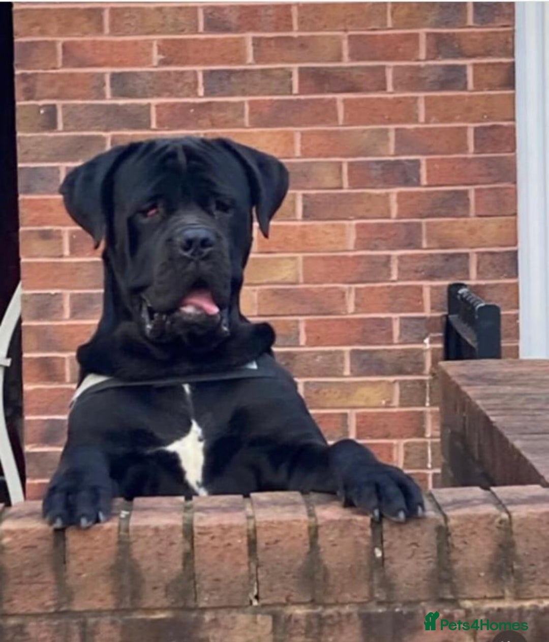 Beautiful ICCF registered black cane corso stud for stud in | Pets4Homes