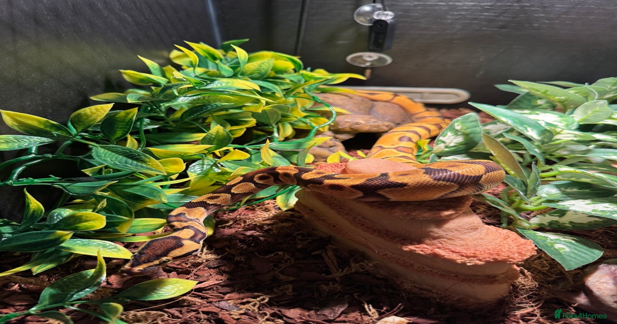 Beautiful Ball Python for Sale for sale in Southport | Pets4Homes