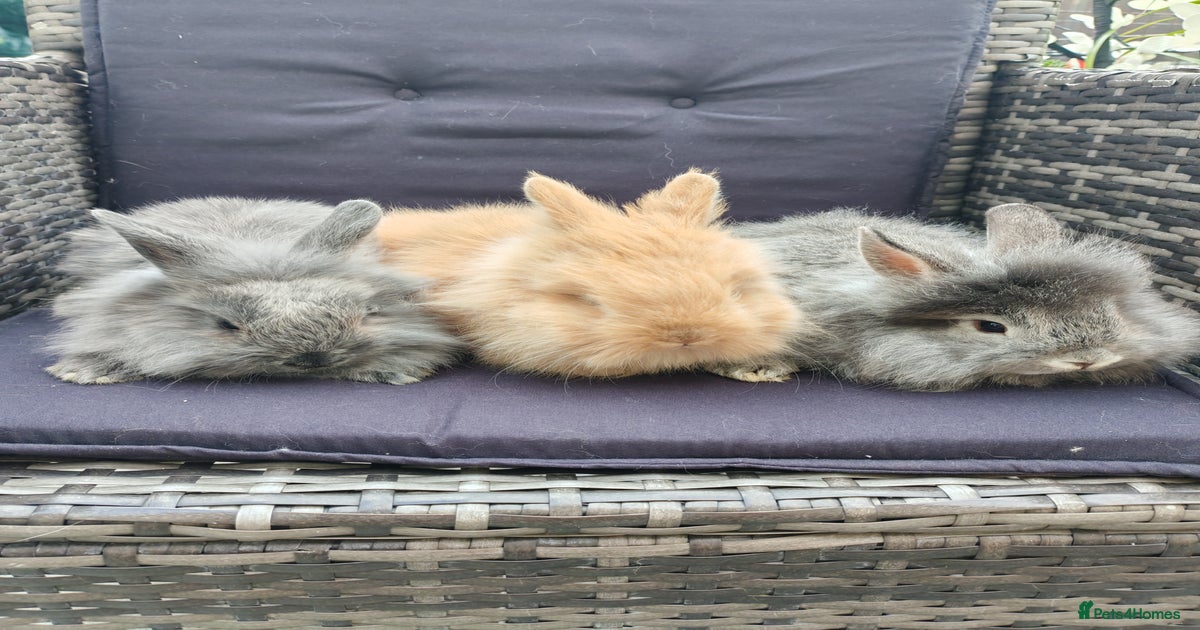 3 Teddy Lionhead Rabbits for sale in Bury Saint Edmunds | Pets4Homes