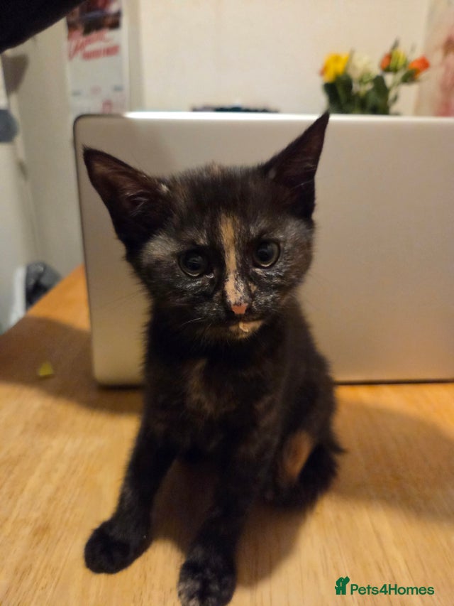 2 female kittens for sale in Sheerness | Pets4Homes