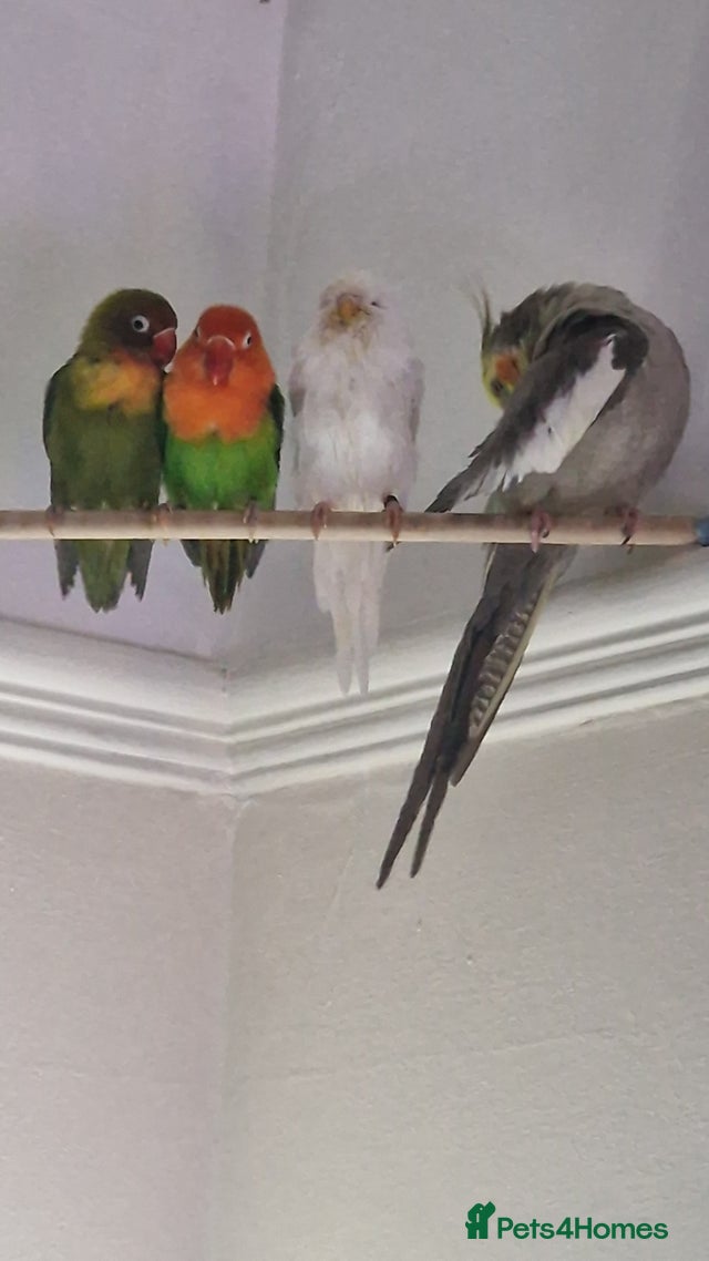 Beautiful bonded Fiacher's Lovebirds for sale in London | Pets4Homes