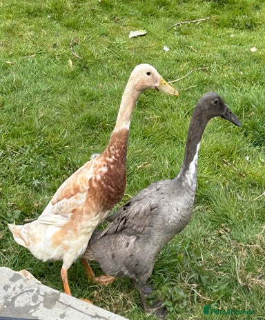 Runner ducks Ducks poultry for sale | Pets4Homes