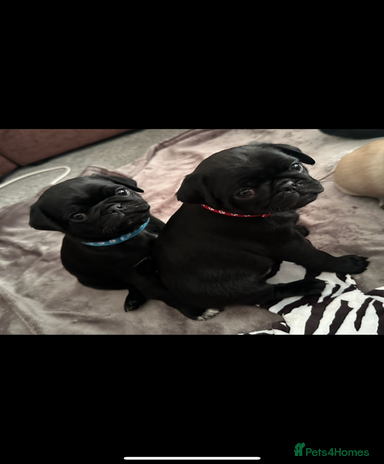 Black Pug puppies for sale | Pets4Homes